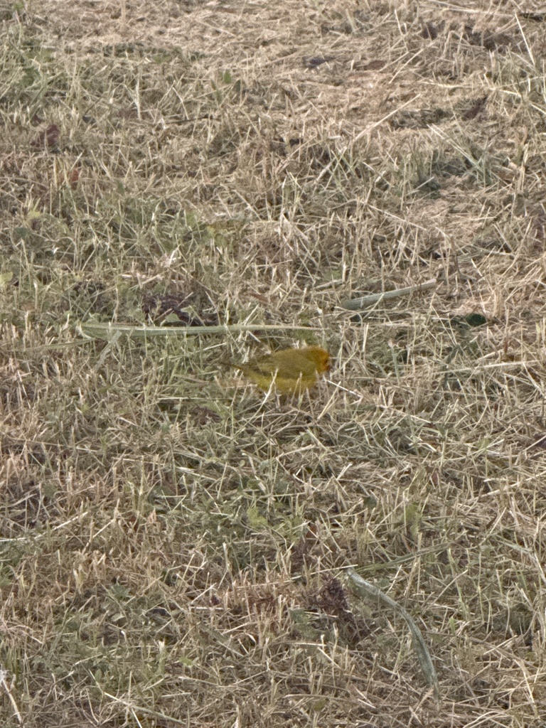 Saffron Finch from Oʻahu, Honolulu, HI, US on January 4, 2025 at 06:59 ...