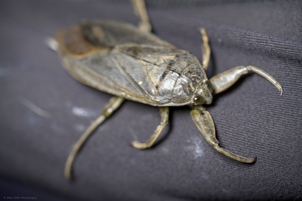 American Giant Water Bug from Siskiyou County, CA, USA on May 25, 2024 ...
