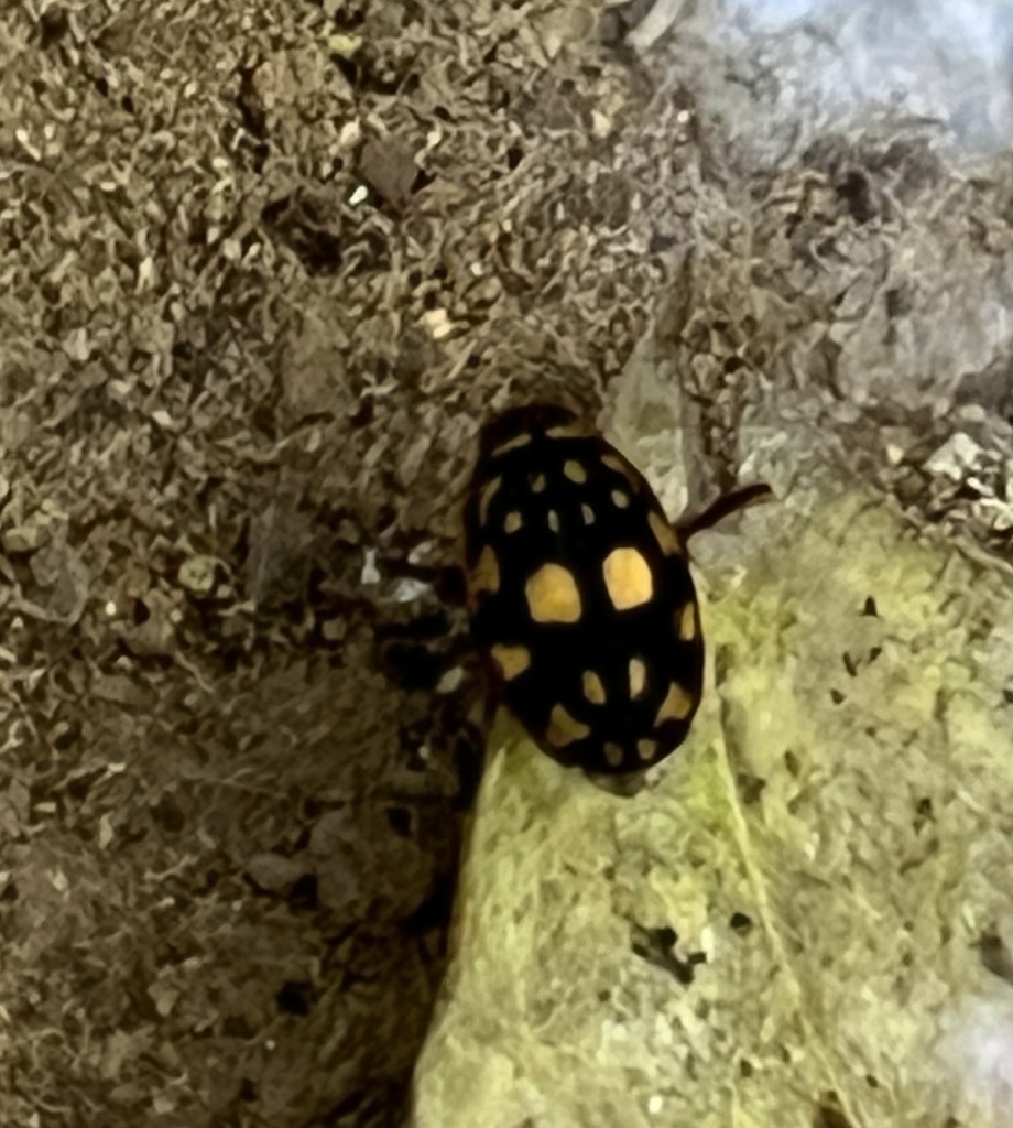 Sunburst Diving Beetle from La Huerta, Jal., MX on January 4, 2025 at ...