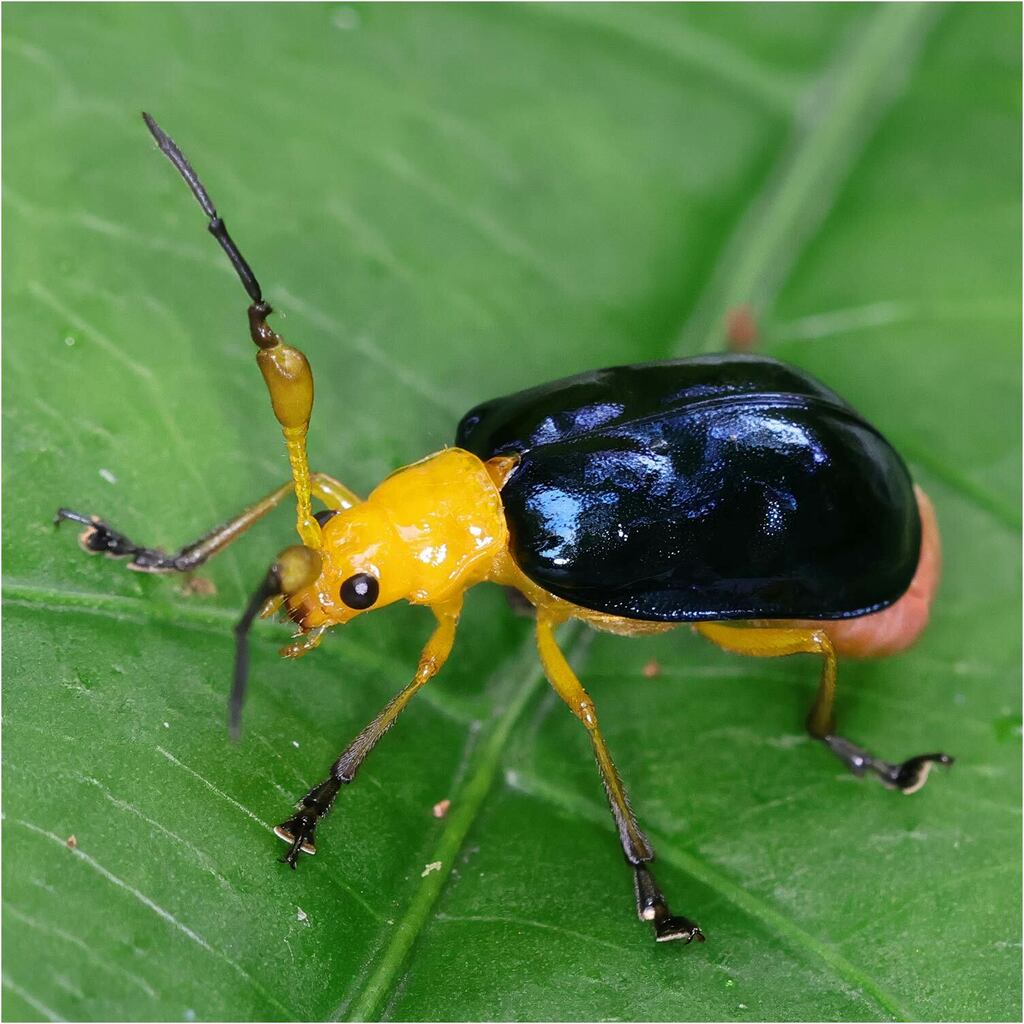 Cucujiform Beetles from Siriphum Waterfall on June 06, 2024 at 09:55 AM ...