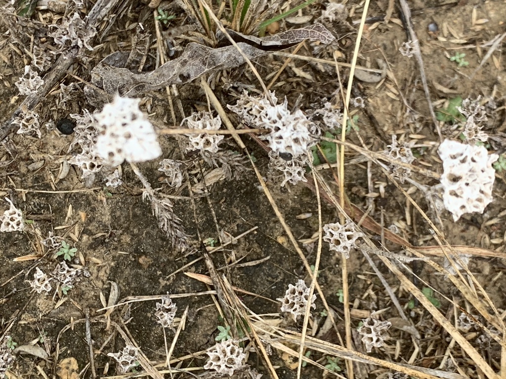 flathead rabbit tobacco from Hamilton, TX, US on January 4, 2025 at 11: ...