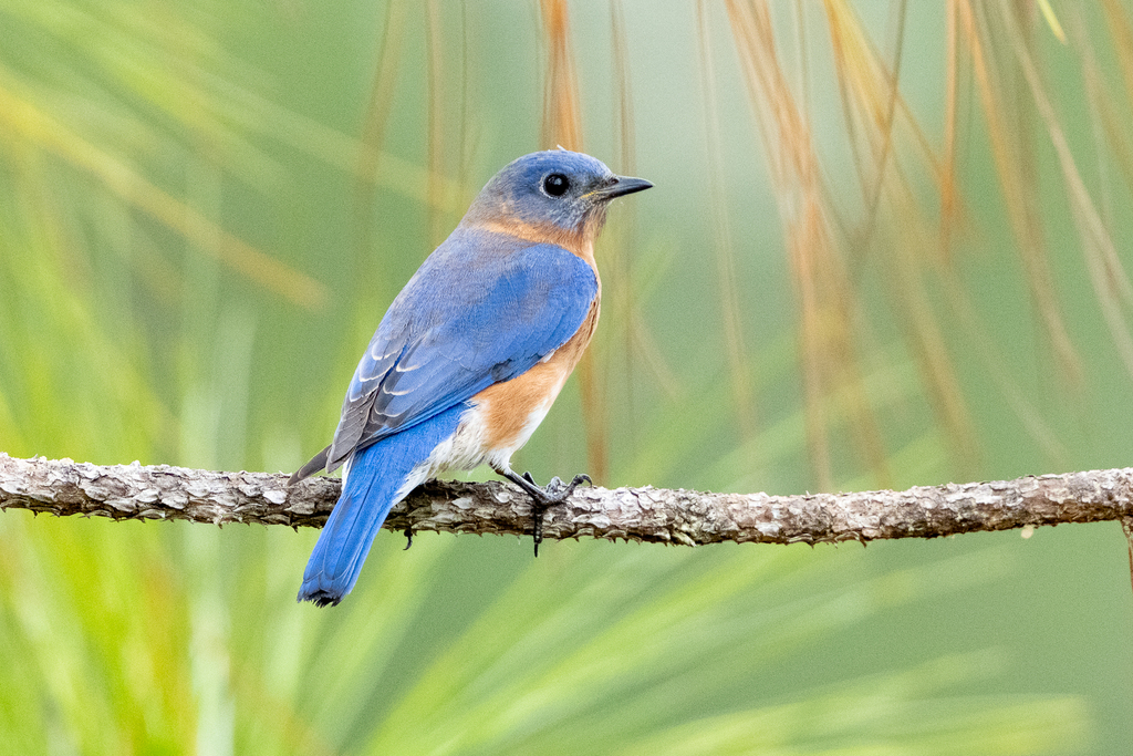 Eastern Bluebird from Orange County, FL, USA on December 25, 2024 at 02 ...