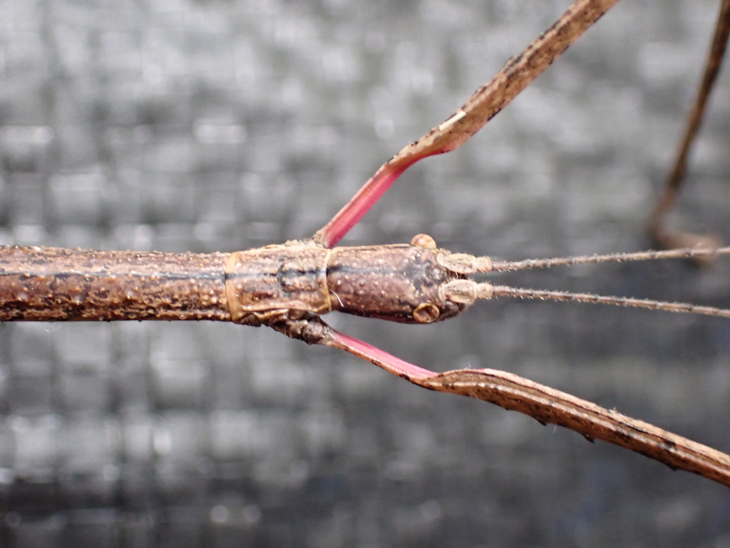 Smooth Stick Insect from South Island / Te Waipounamu, Little River ...