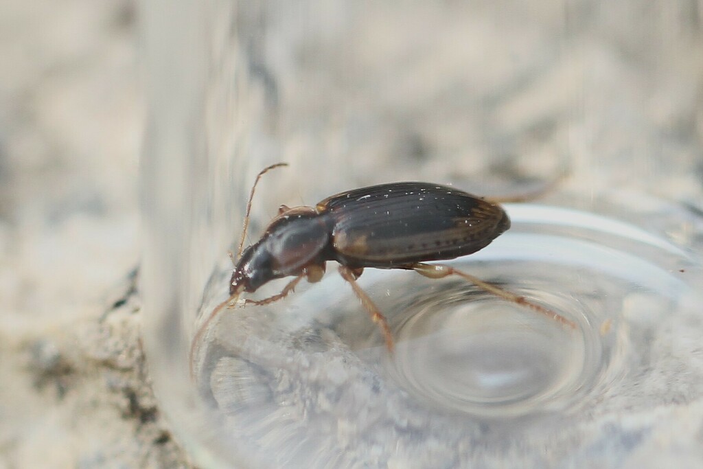 Tule Beetle from Canyon Crest, Riverside, CA, USA on December 26, 2024 ...