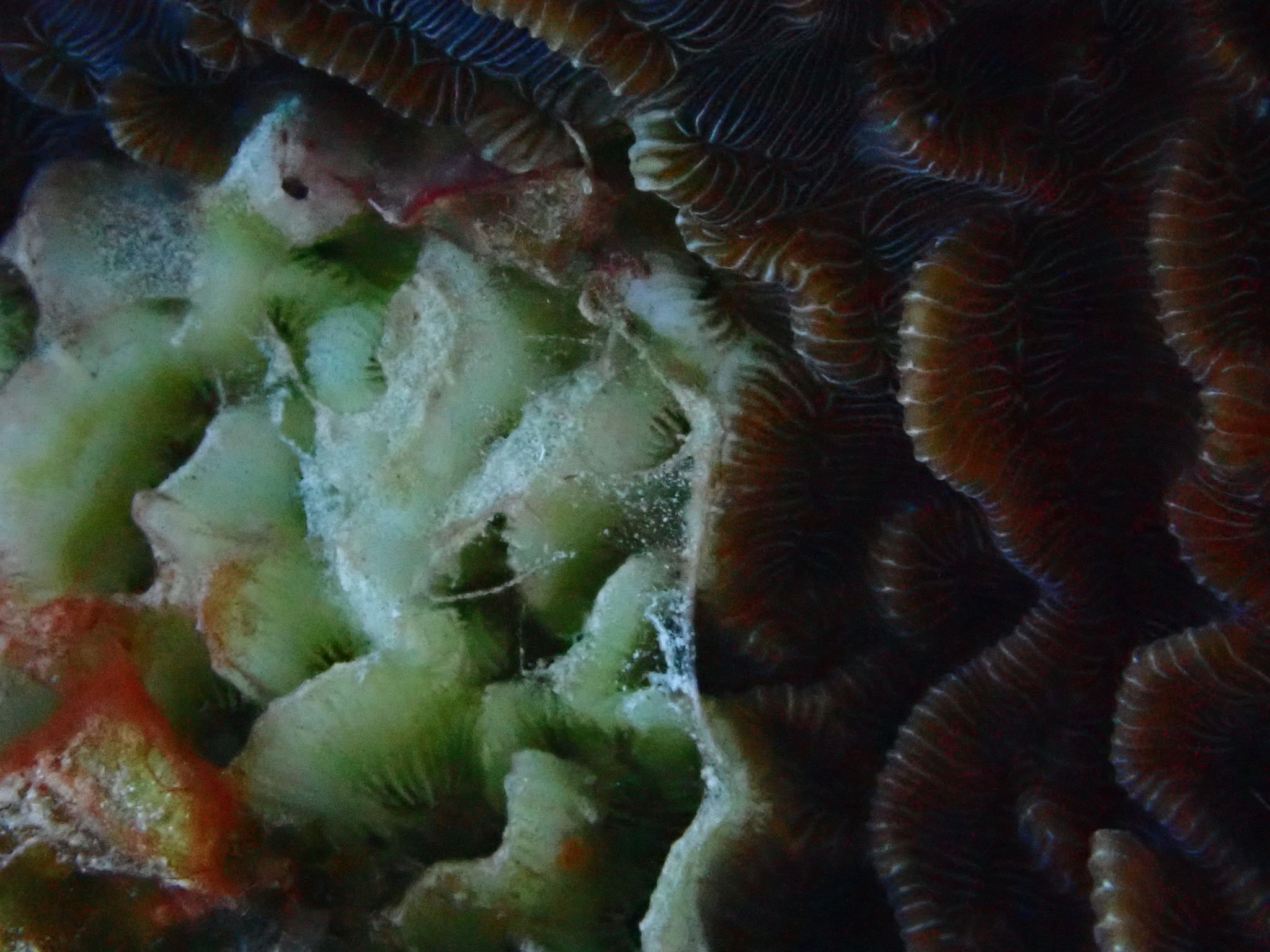 Helioseris cucullata (Ellis & Solander, 1786)