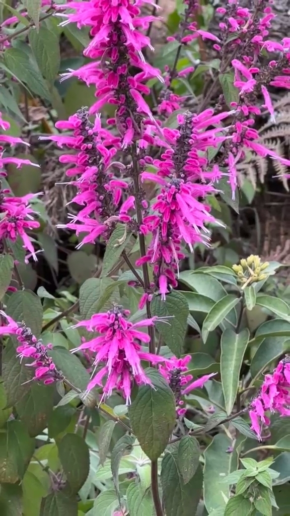 Mexican fuchsia sage in January 2025 by antonag · iNaturalist
