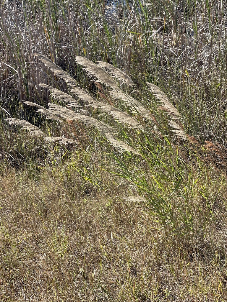 Burma Reed from Conservation Levee Trail, Fort Lauderdale, FL, US on ...