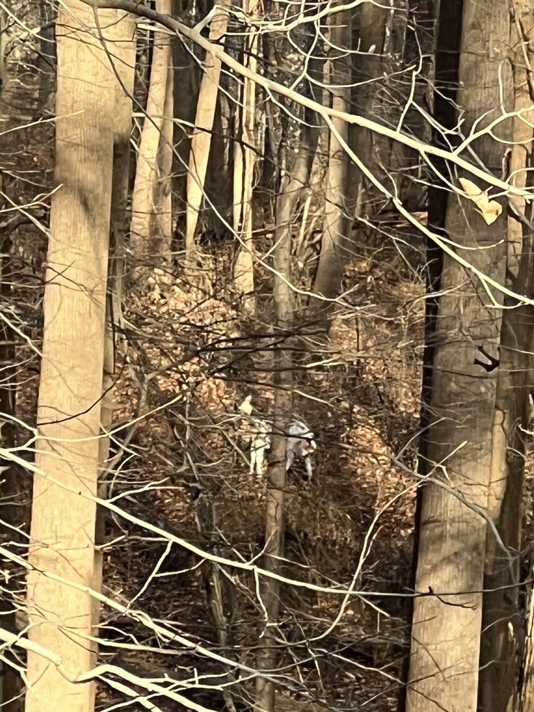 White-tailed Deer from Middle Run Valley Natural Area, Newark, DE, US ...