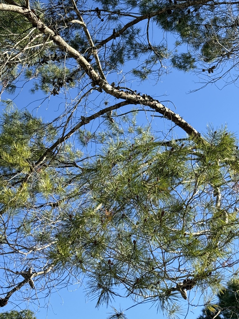 sand pine from Price's Scrub State Park, Micanopy, FL, US on January 4 ...