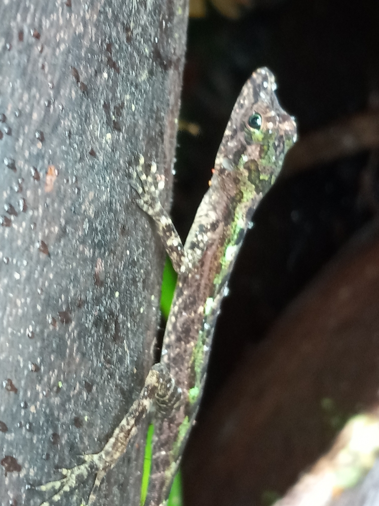 big-fanned trunk anole in January 2025 by Martin Reith · iNaturalist