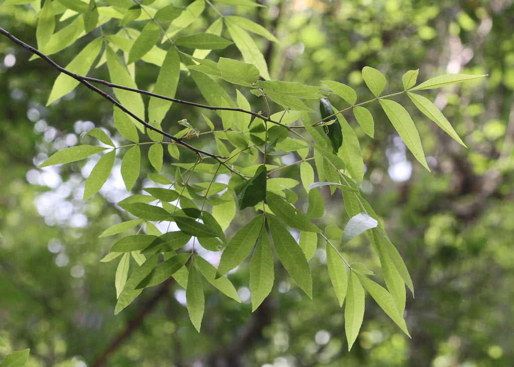 water hickory (Carya aquatica) - Botanical Realm