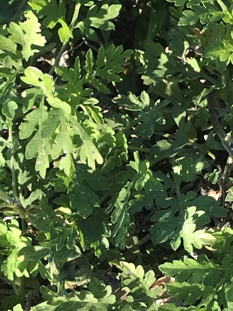 common ragweed from Boggy Creek Rd, Orlando, FL, US on January 4, 2025 ...