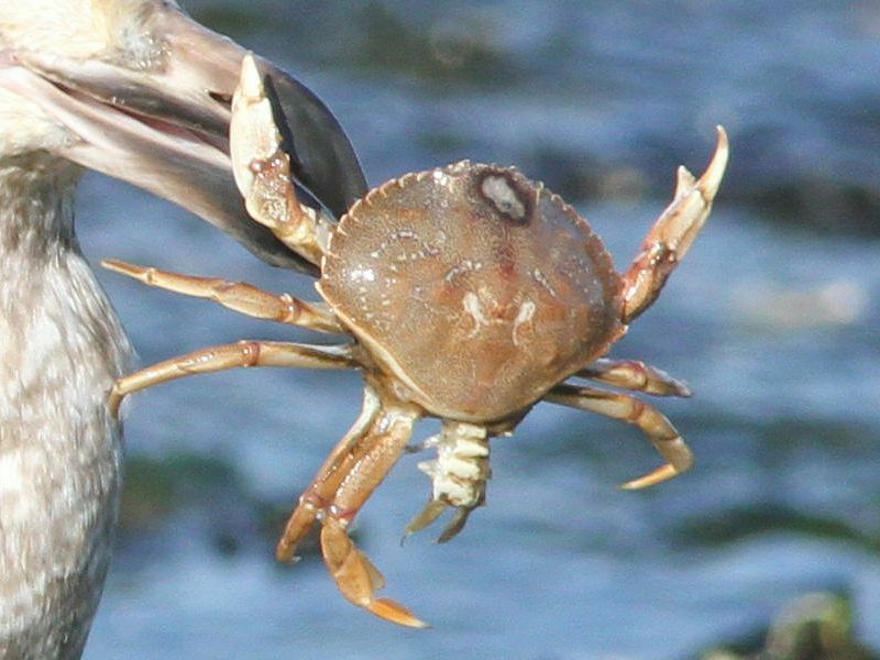 Atlantic Rock Crab from Point Lookout, NY, USA on May 4, 2013 at 08:16 ...