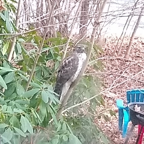 Red-tailed Hawk from Windsor, CT 06095, USA on January 4, 2025 at 02:31 ...