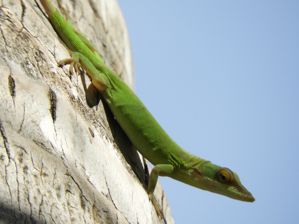 Allison's Anole from Isla de Roatán, Roatan, Bay Islands, HN on January ...