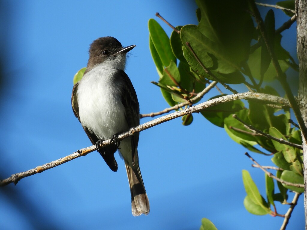 Puerto Rican Flycatcher from Campamento Piñones, Carolina, Loíza ...