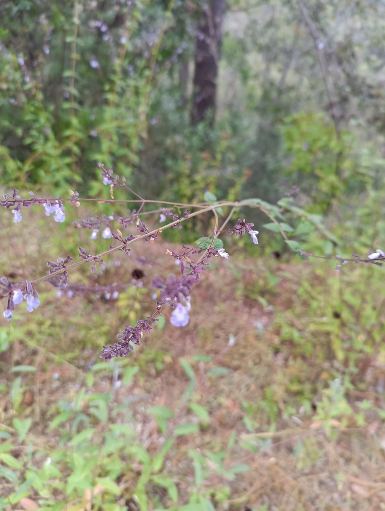 Salvia protracta from 68725 Oax., México on January 4, 2025 at 01:40 PM ...