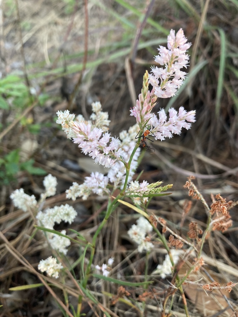 Sandhill wireweed from Machete Trail, Oakland, FL, US on January 04 ...
