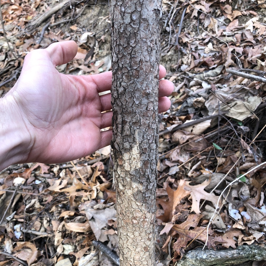 flowering dogwood from Northwest Philadelphia, Philadelphia, PA, USA on ...