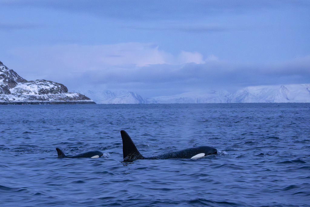 Orca from Loppa Municipality, Norway on December 18, 2024 at 11:25 AM ...
