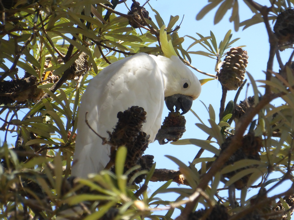 Sulphur-crested Cockatoo from Golden Beach VIC 3851, Australia on ...