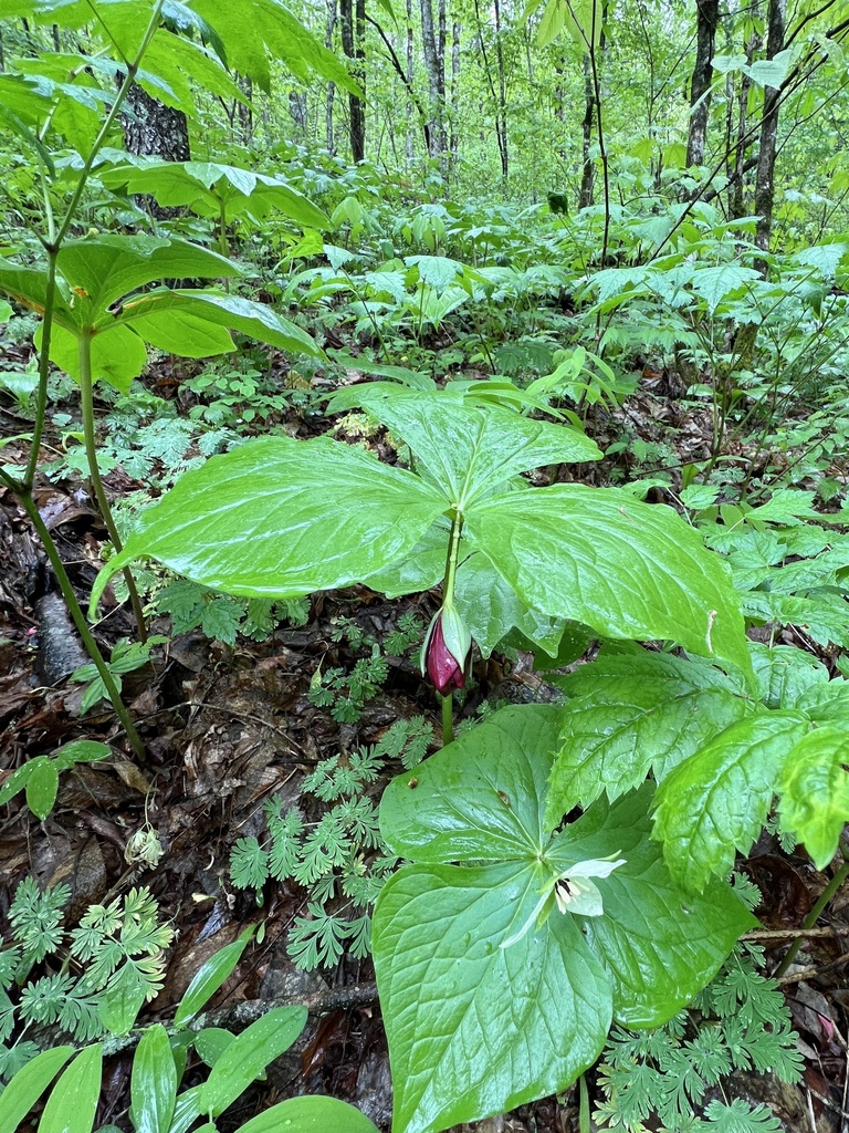 Vasey's trillium in May 2024 by Josh Emm · iNaturalist