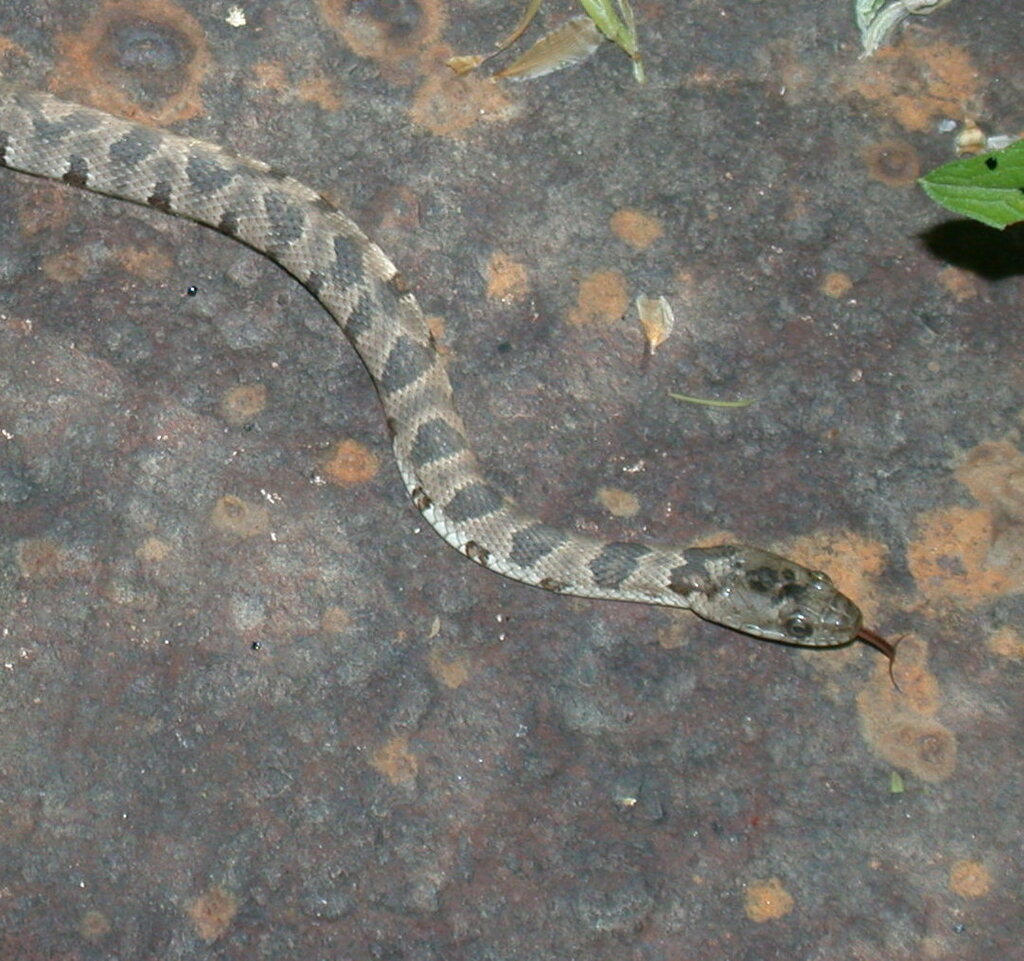 Lake Erie Watersnake from Essex County, ON, Canada on May 21, 2003 by ...