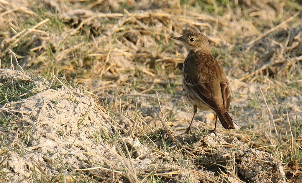 American Pipit from Villa Corona, Jal., México on January 4, 2025 at 08 ...