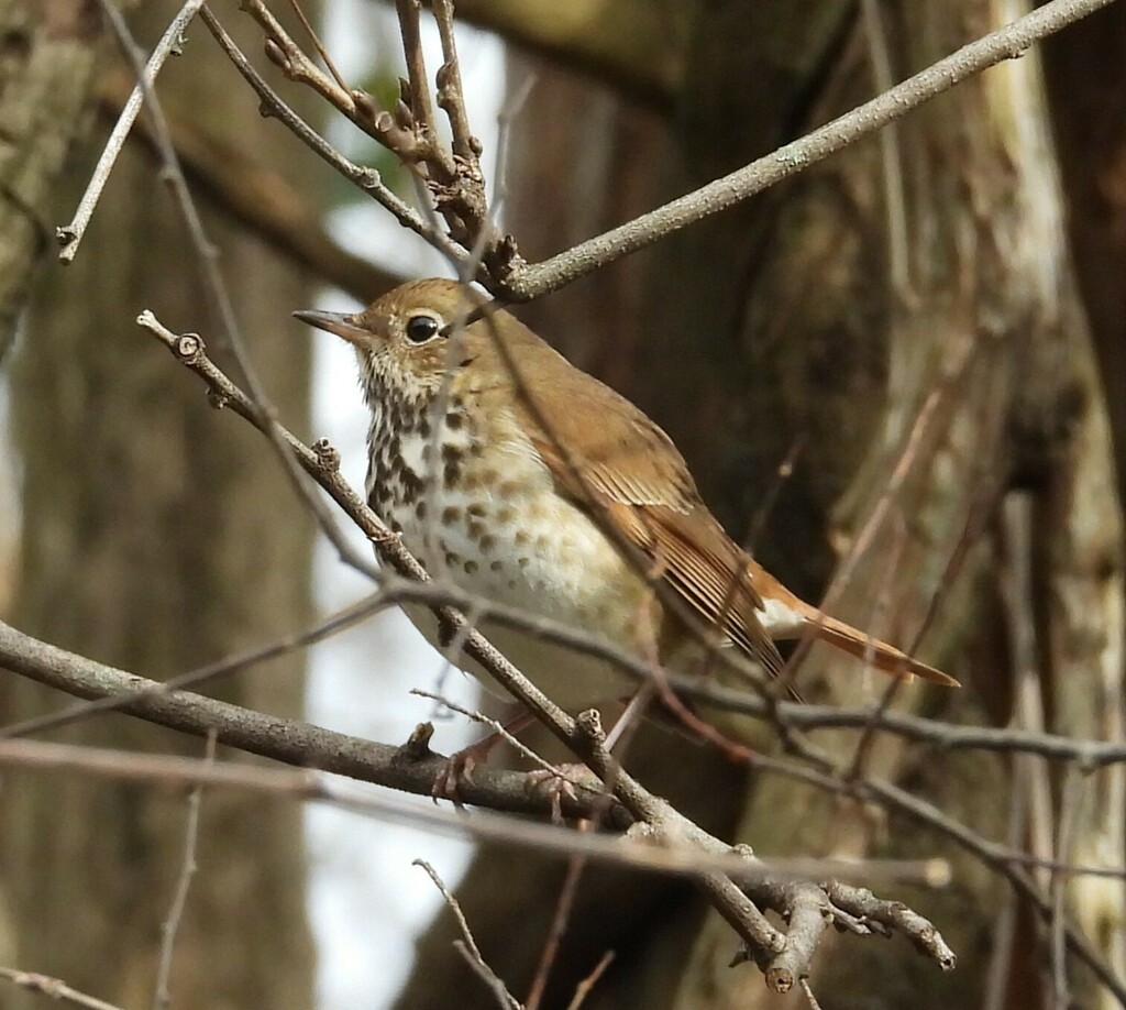 Hermit Thrush from Rose Trail Park, Colbert County, AL, USA on December ...