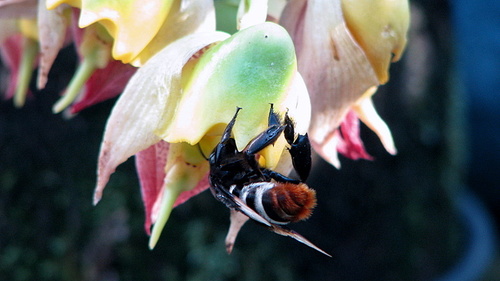 Abeja anaranjada de orquídea (Eulaema niveofasciata) · iNaturalist Mexico