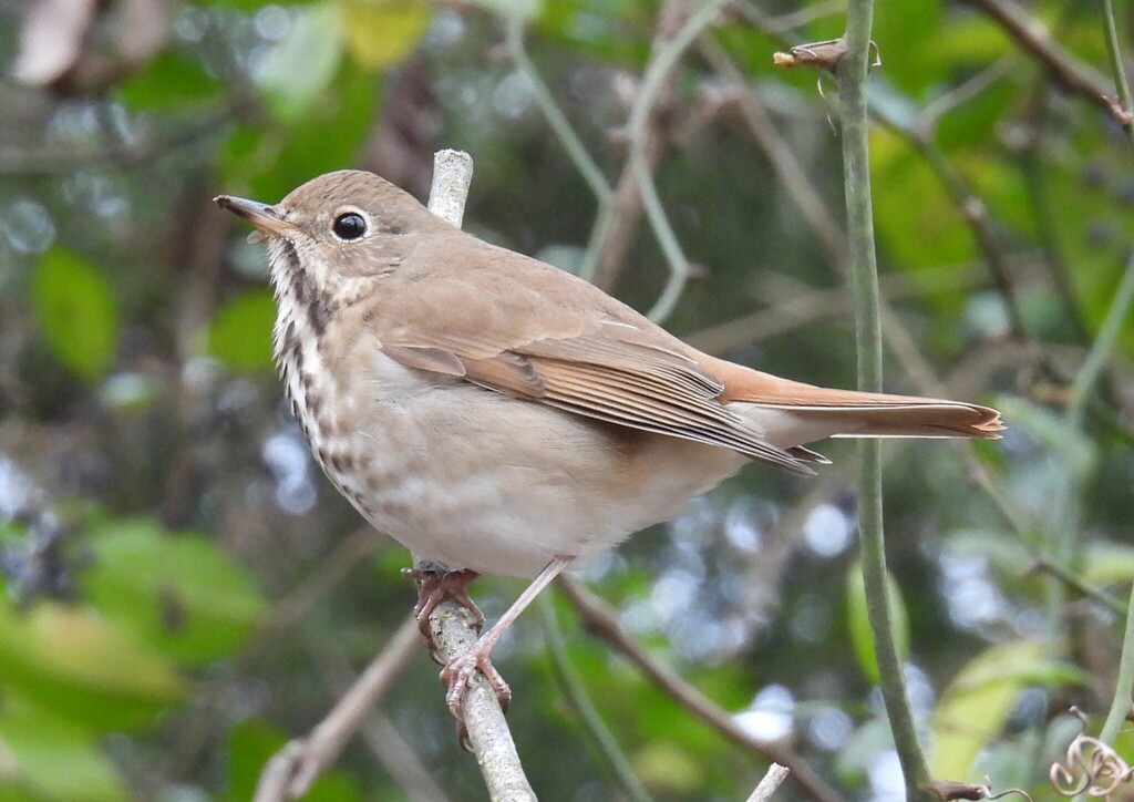 Hermit Thrush from Hezakiah Lane, Colbert County, AL, USA on December ...