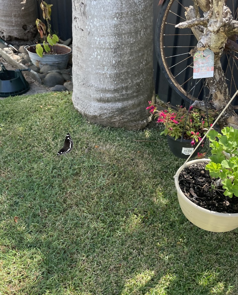Common Crow Butterfly from Heights Cr, Wamberal, NSW, AU on January 05 ...