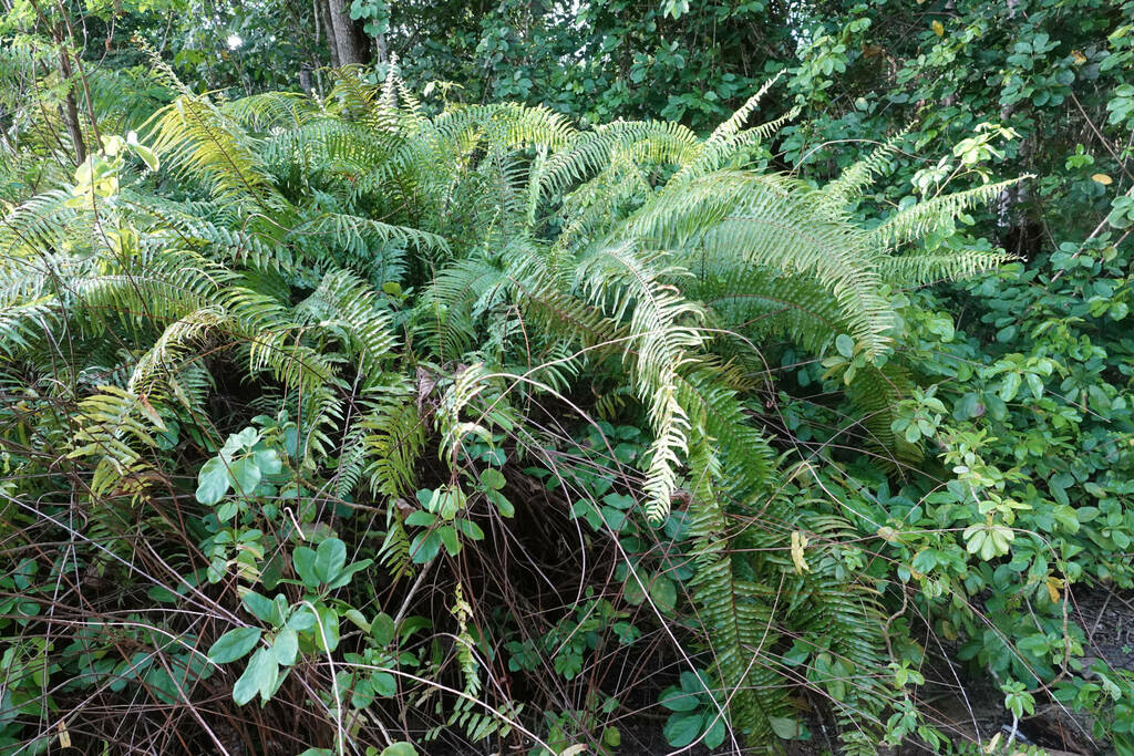 Broad Sword Fern from Margaret Knoll Rd, Christmas Island 6798 ...