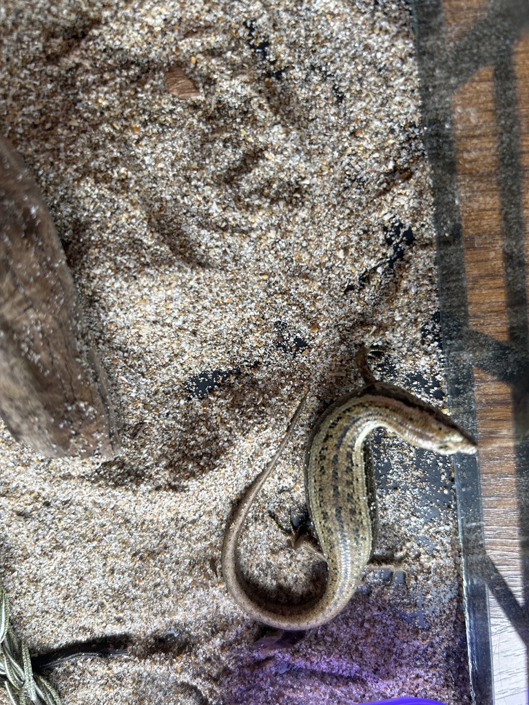 Shore Skink in January 2025 by kokarockstar · iNaturalist