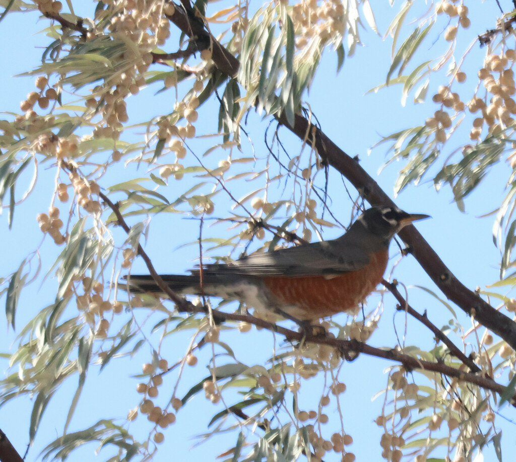 American Robin from Canyon County, Idaho, USA on September 29, 2024 at ...