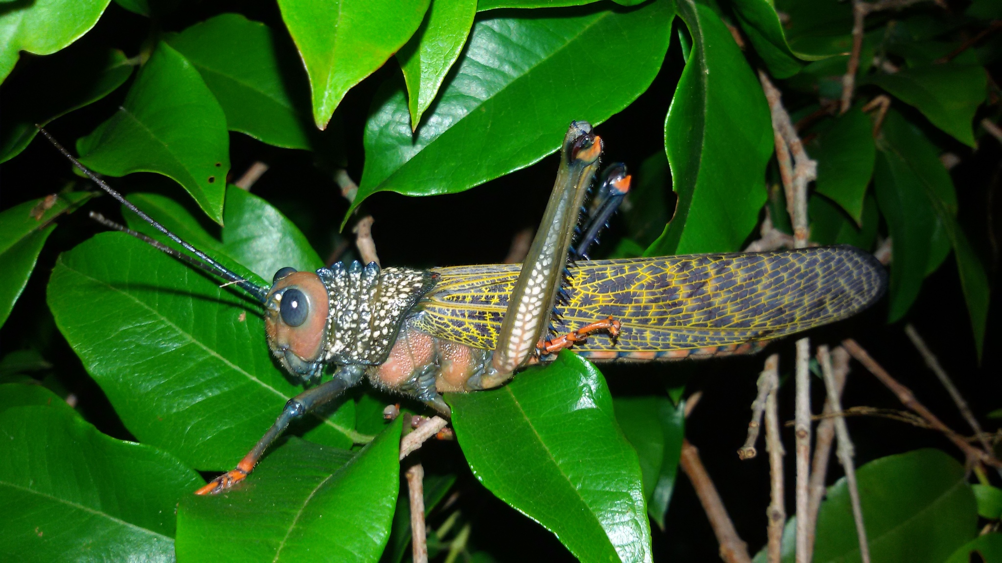 Tropidacris cristata cristata