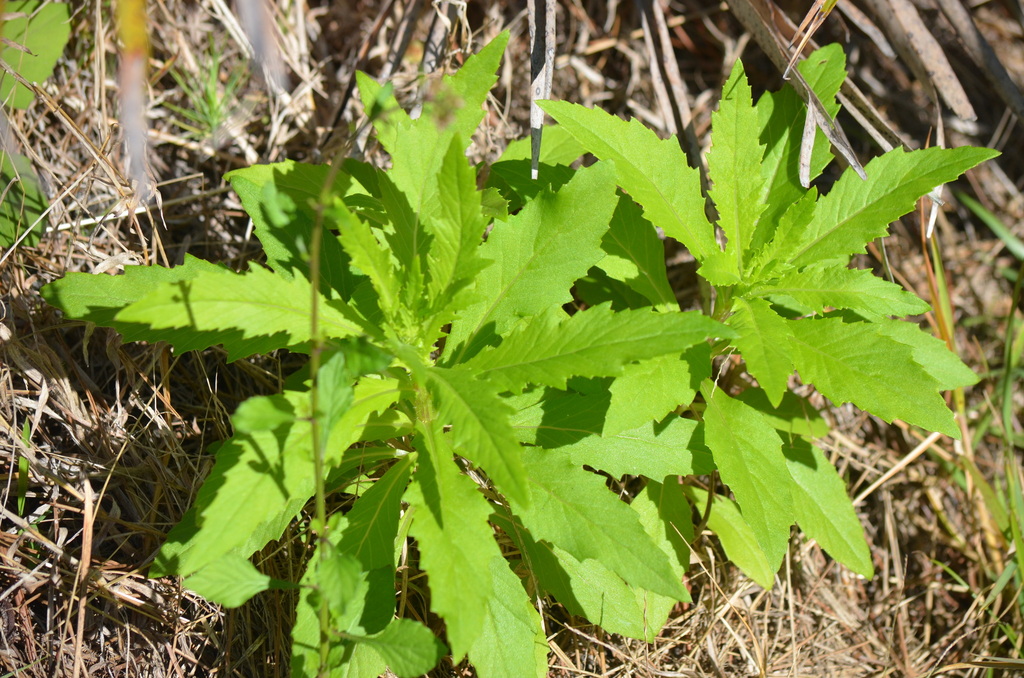 American burnweed from Port St. Lucie, FL, USA on January 4, 2025 at 01 ...