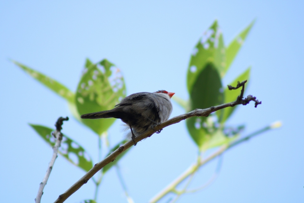 Common Waxbill from Waikiki, Honolulu, HI 96815, USA on January 4, 2025 ...