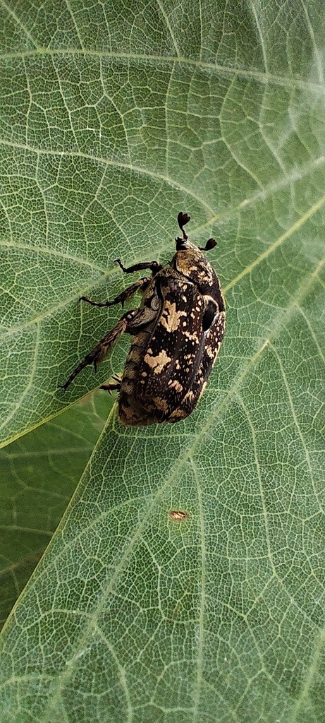 Mango Flower Beetle from Barrio El Edén, Puerto Ayora, Ecuador on ...