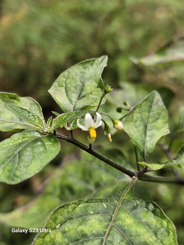 black nightshade from Upwey VIC 3158, Australia on January 5, 2025 at ...