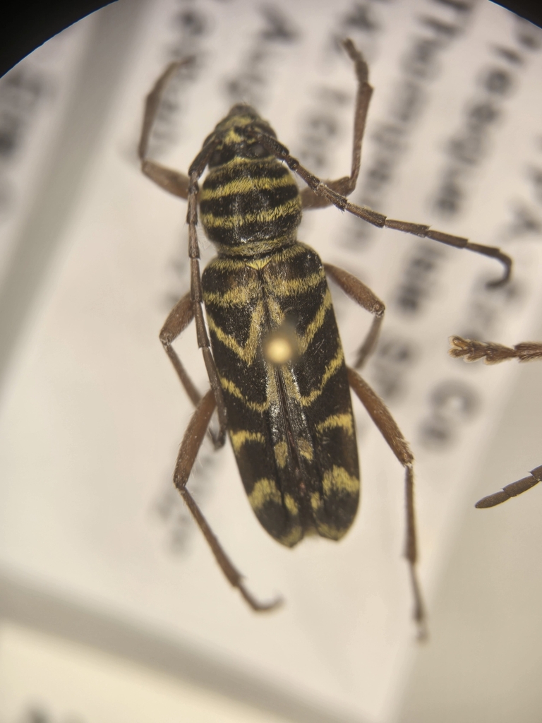 Locust Borer from Erie, PA 16505, USA on August 21, 2024 by Tyler ...