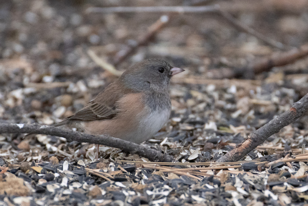 Pink-sided Junco from Scotts Bluff County, NE, USA on January 1, 2025 ...
