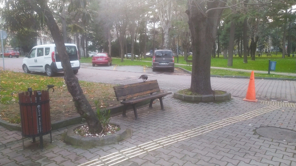 Hooded Crow from European Side, İstanbul, Türkiye on December 12, 2024 ...