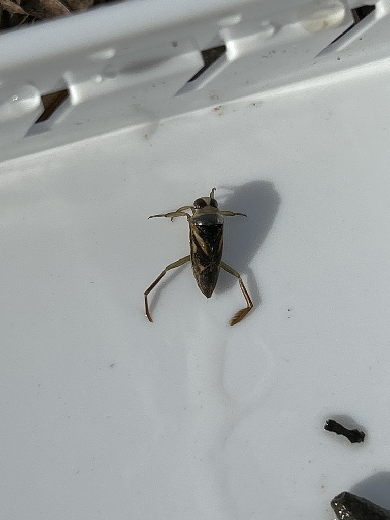 Notonecta triguttata from 本州, 丹波篠山市, 兵庫県, JP on January 5, 2025 at 12: ...