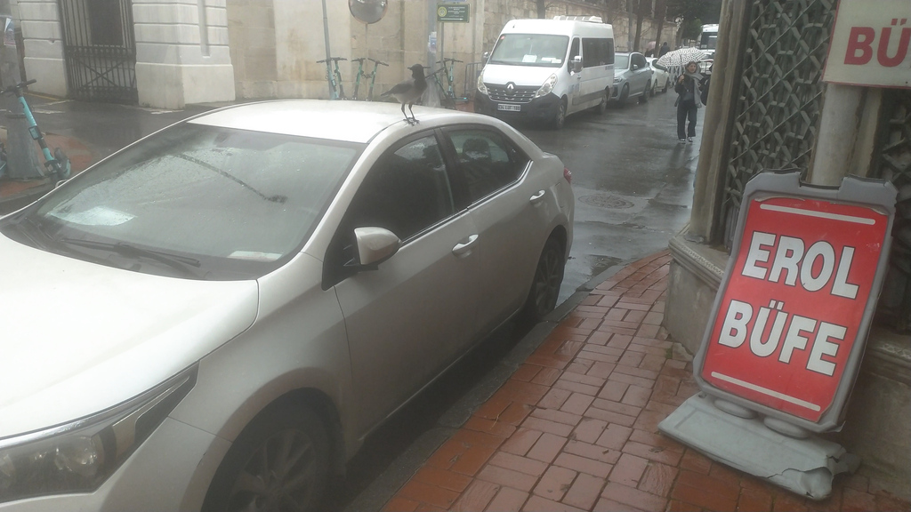 Hooded Crow from European Side, İstanbul, Türkiye on December 24, 2024 ...