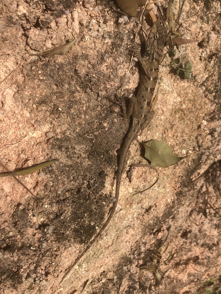 Calotes wangi wangi from 景山公园, 珠海市, 广东省, CN on January 5, 2025 at 10:58 ...