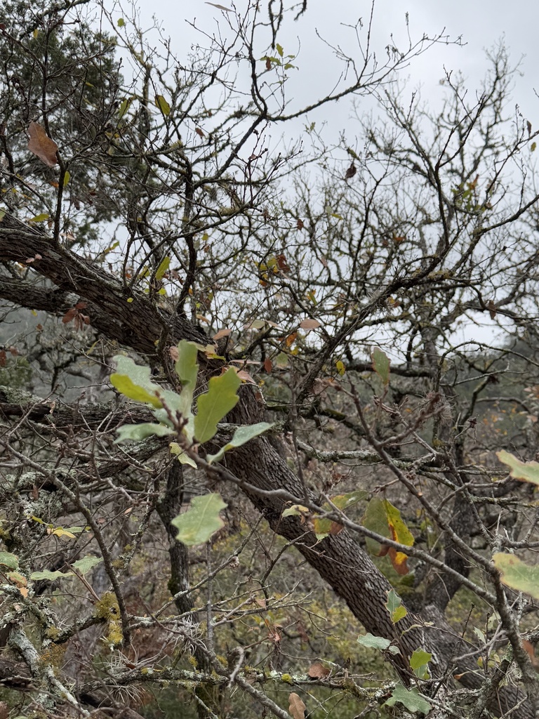 Lacey Oak from Lost Maples State Natural Area, Vanderpool, TX, US on ...