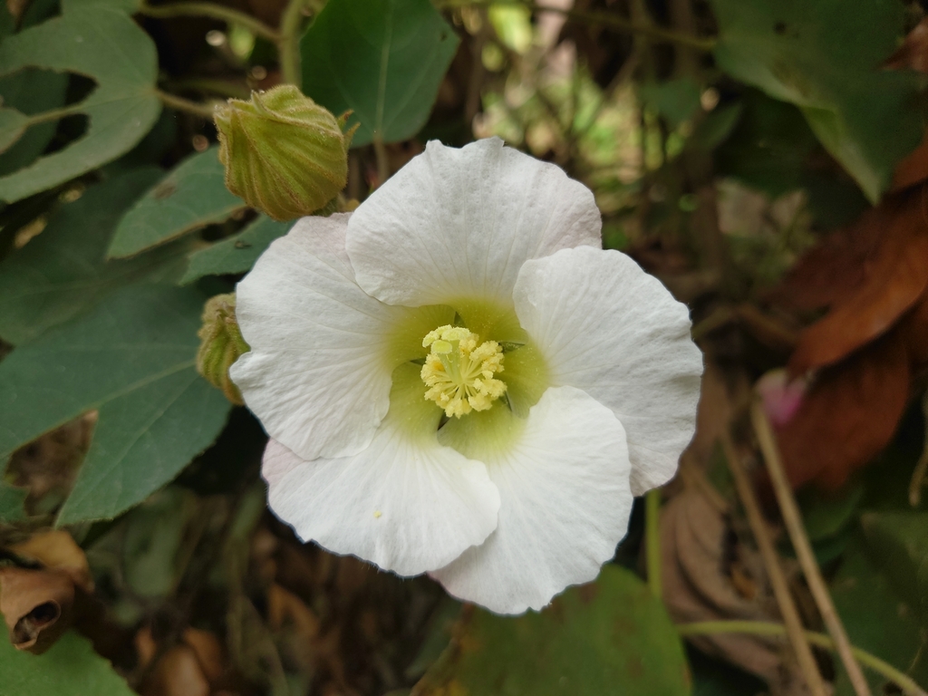 Taiwan cotton rose from 712台灣台南市新化區76 on January 5, 2025 at 11:09 AM by ...