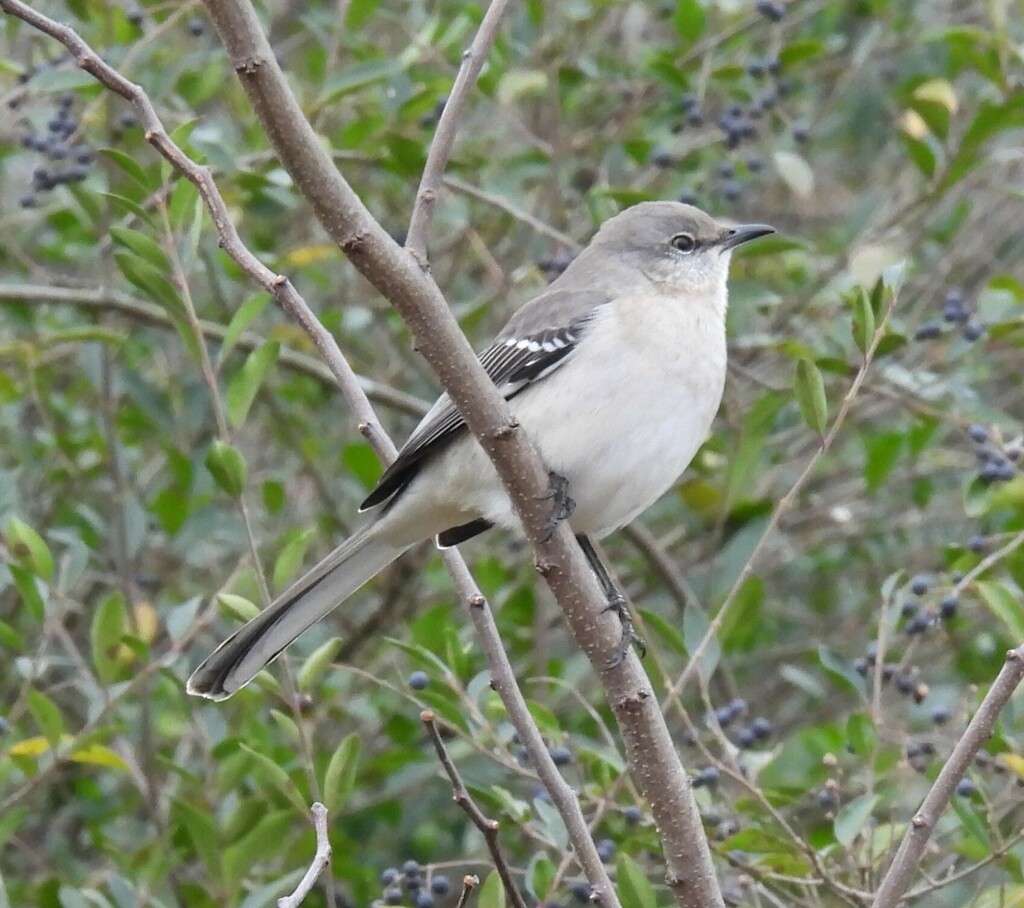 Northern Mockingbird from Old Ferry Lane, Hardin County, TN, USA on ...