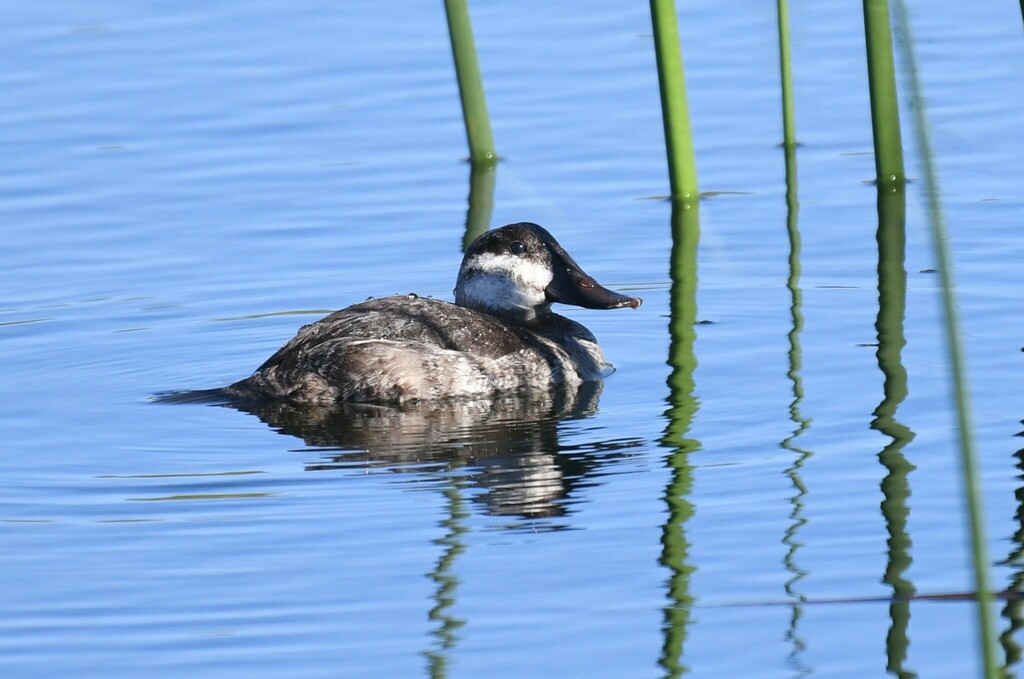 Ruddy Duck from Ritch Grissom Memorial Wetlands, 3658 Charlie Corbeil ...